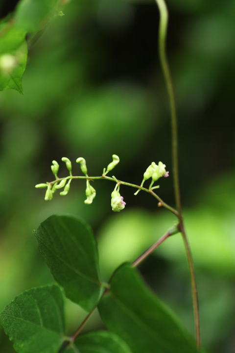 群馬県 2009．8．11 画像をクリック