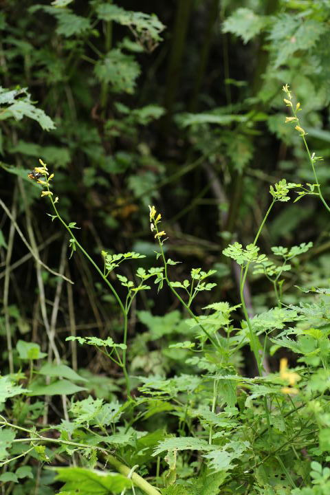 群馬県 2022．9．1 画像をクリック